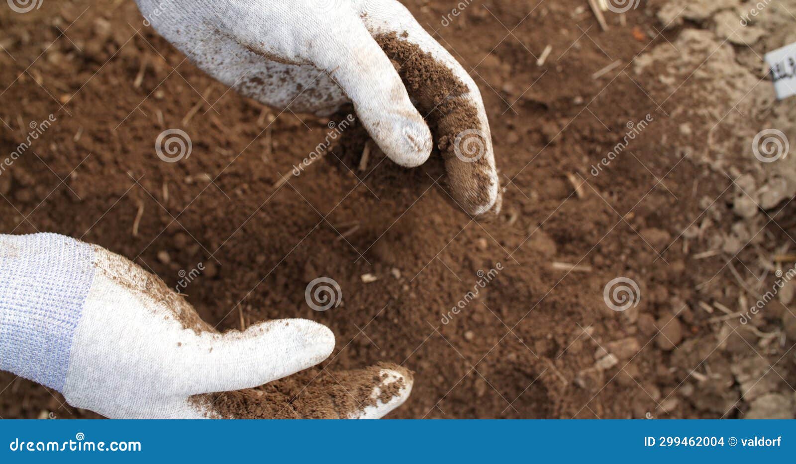 Farmer Examining Soil in Hands Agriculture Stock Photo - Image of ...