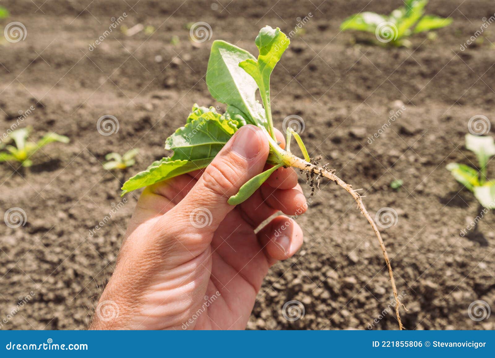 Farmer Examining Sugar Beet Root Crop Seedling in Field, Closeup of ...