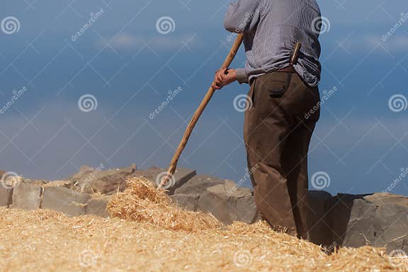 The Farmer Fanning Wheat Separating the Wheat Stock Image - Image of ...