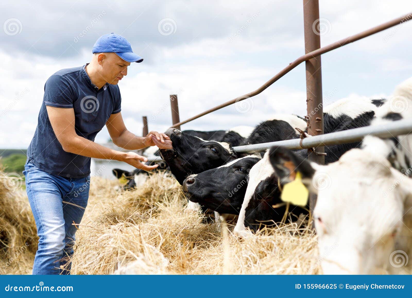 Farmer at Farm with Dairy Cow Stock Image - Image of operation, cattle ...