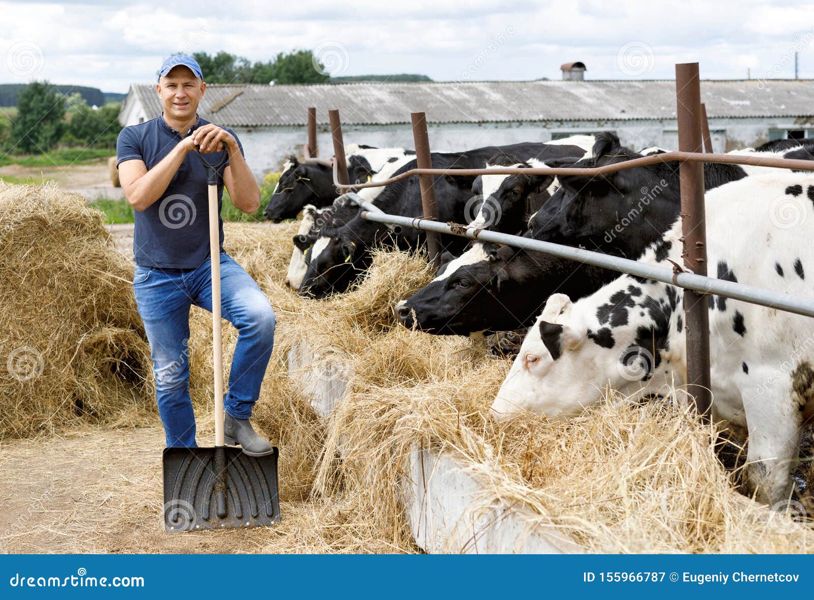 Farmer at Farm with Dairy Cow Stock Image - Image of business ...