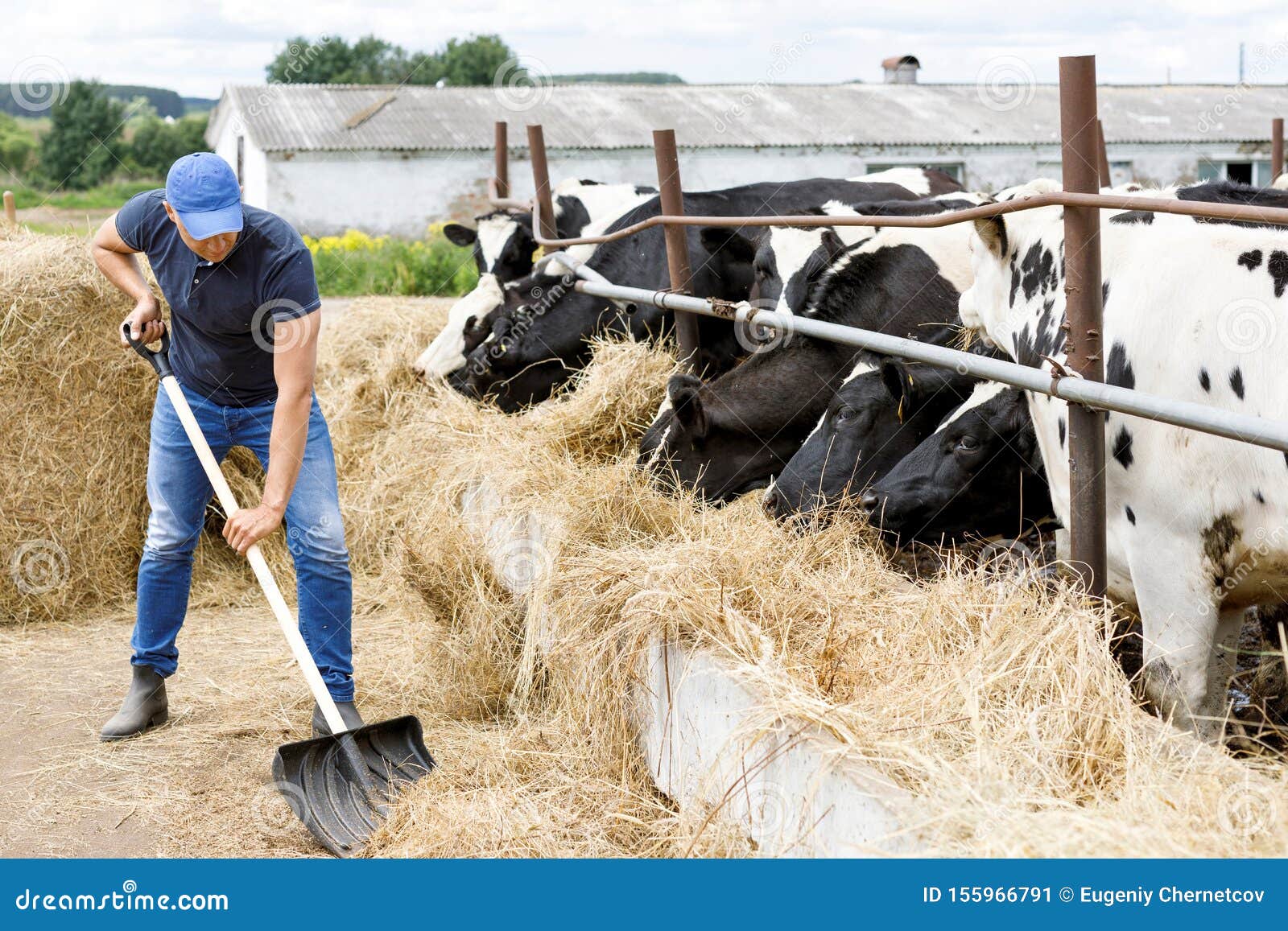 Farmer at Farm with Dairy Cow Stock Image - Image of livestock, bull ...