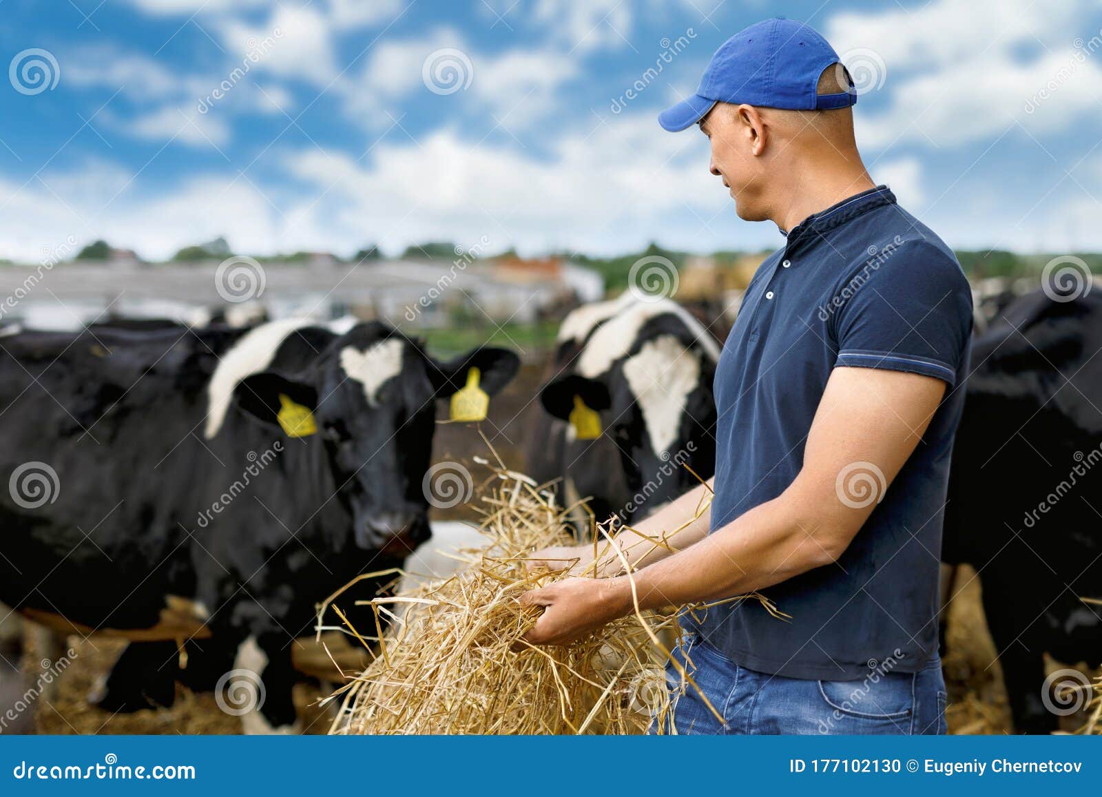 A Dairy Farmer Milking His Cow In His Local Dairy Farm, An Indian ...