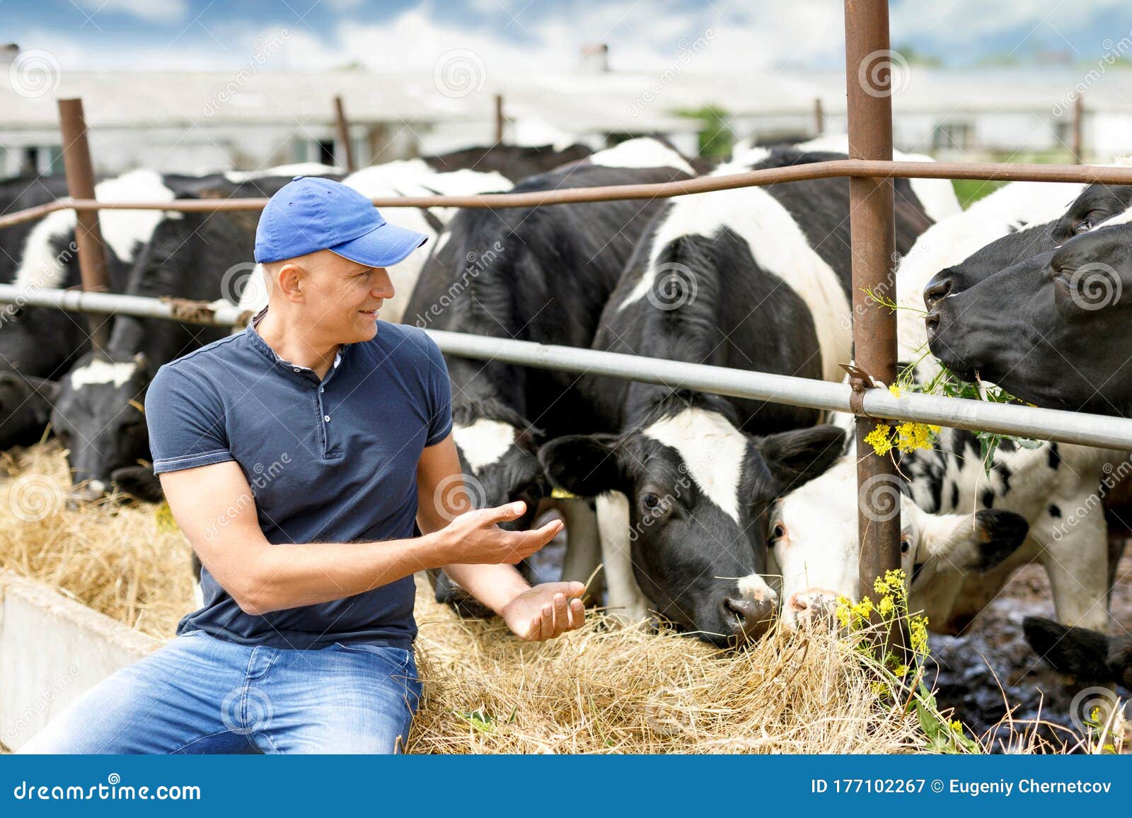 Farmer at Farm with Dairy Cow Stock Image - Image of farm, milk: 177102267