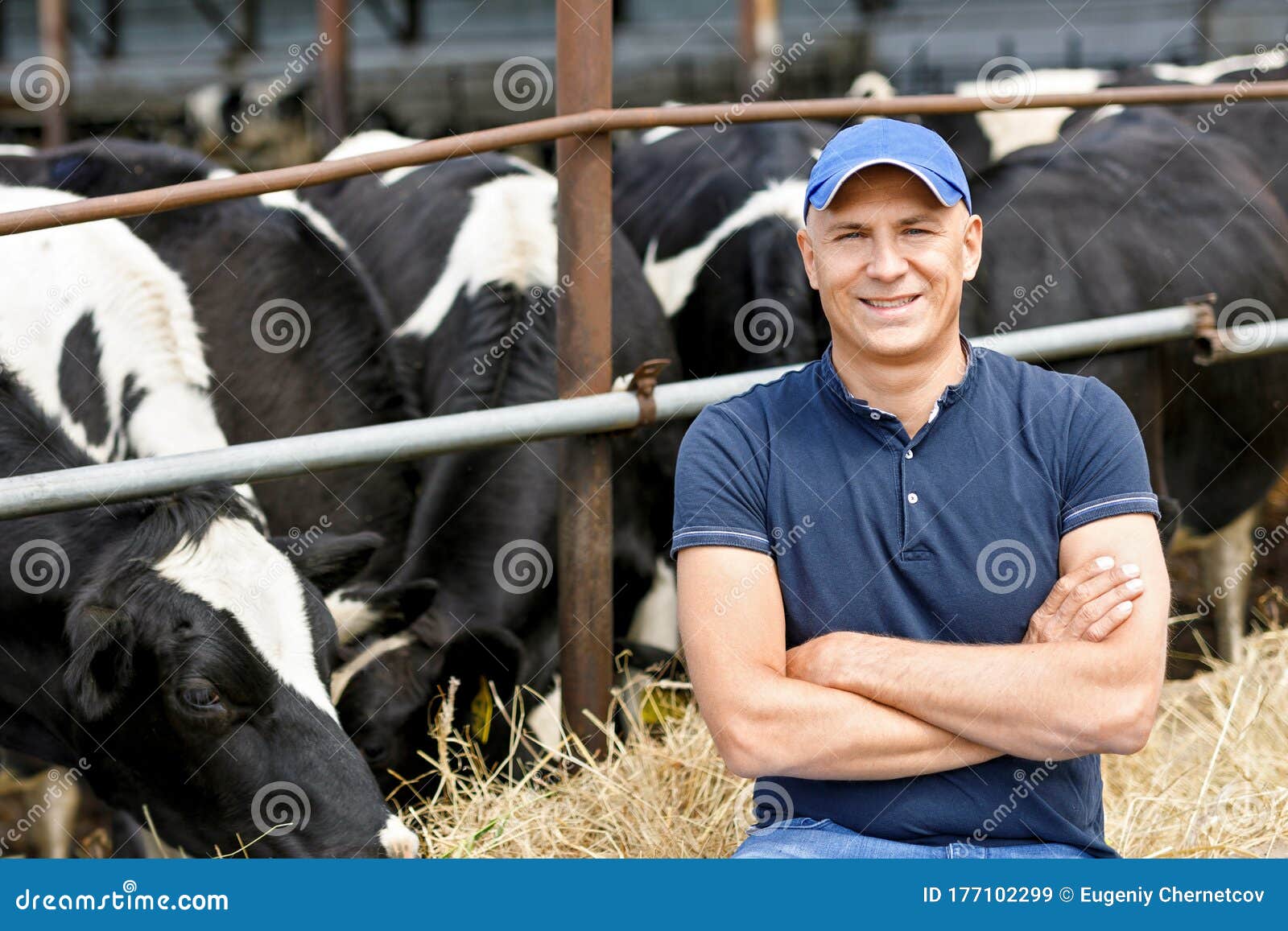 Farmer at Farm with Dairy Cow Stock Image - Image of food, farmland ...