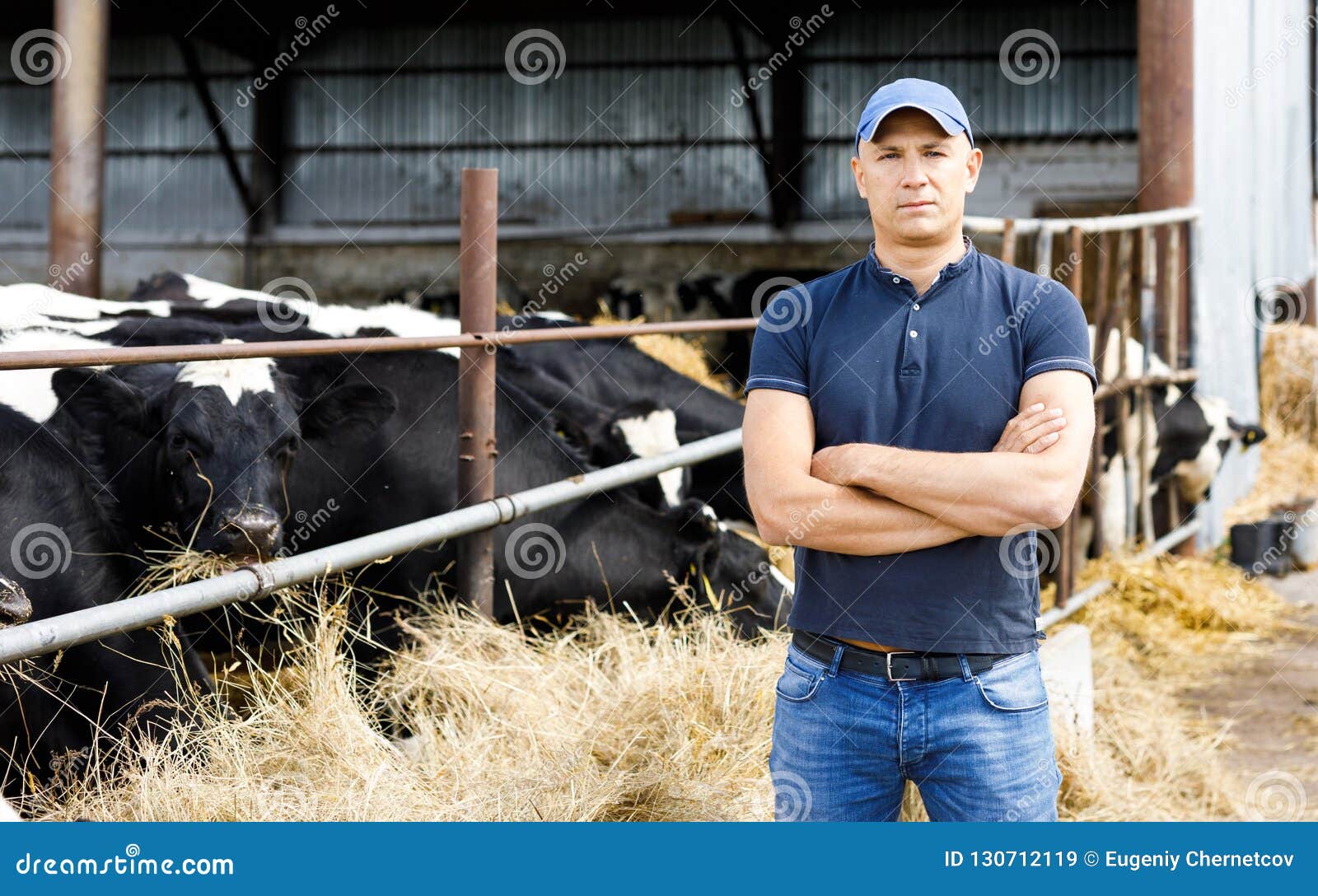 Farmer at Farm with Dairy Cows Stock Image - Image of meat, nature ...