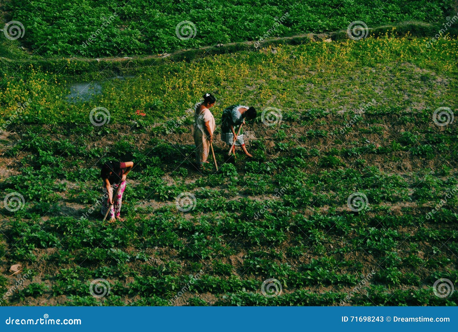 Farmer editorial stock photo. Image of worker, india - 71698243