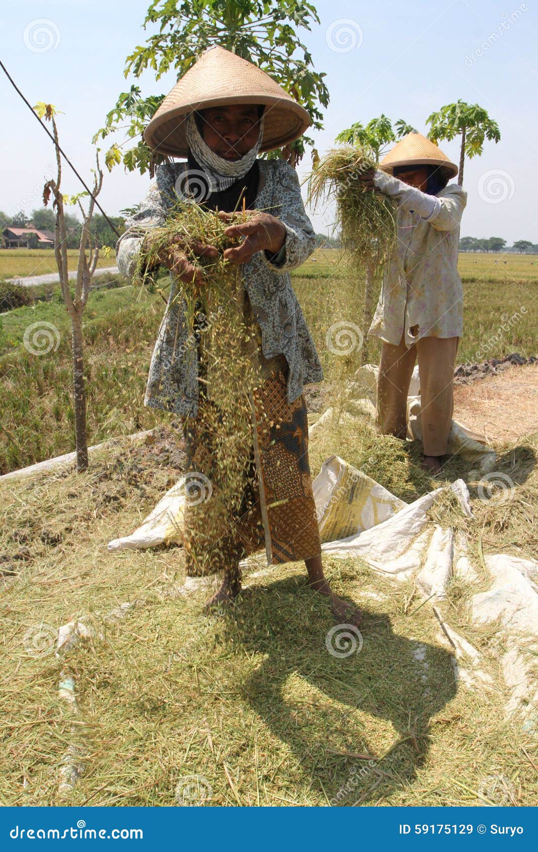 Farmer editorial stock image. Image of sacks, packed - 59175129