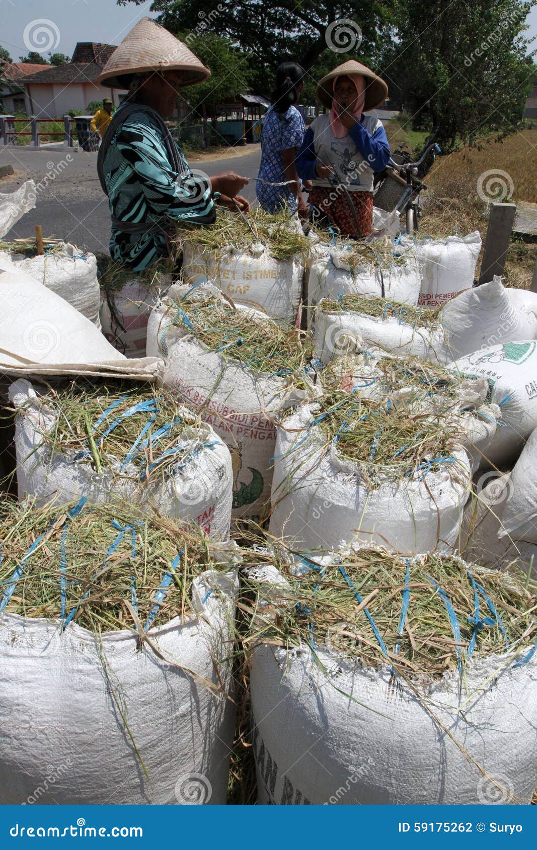 Farmer editorial photography. Image of harvested, fields - 59175262