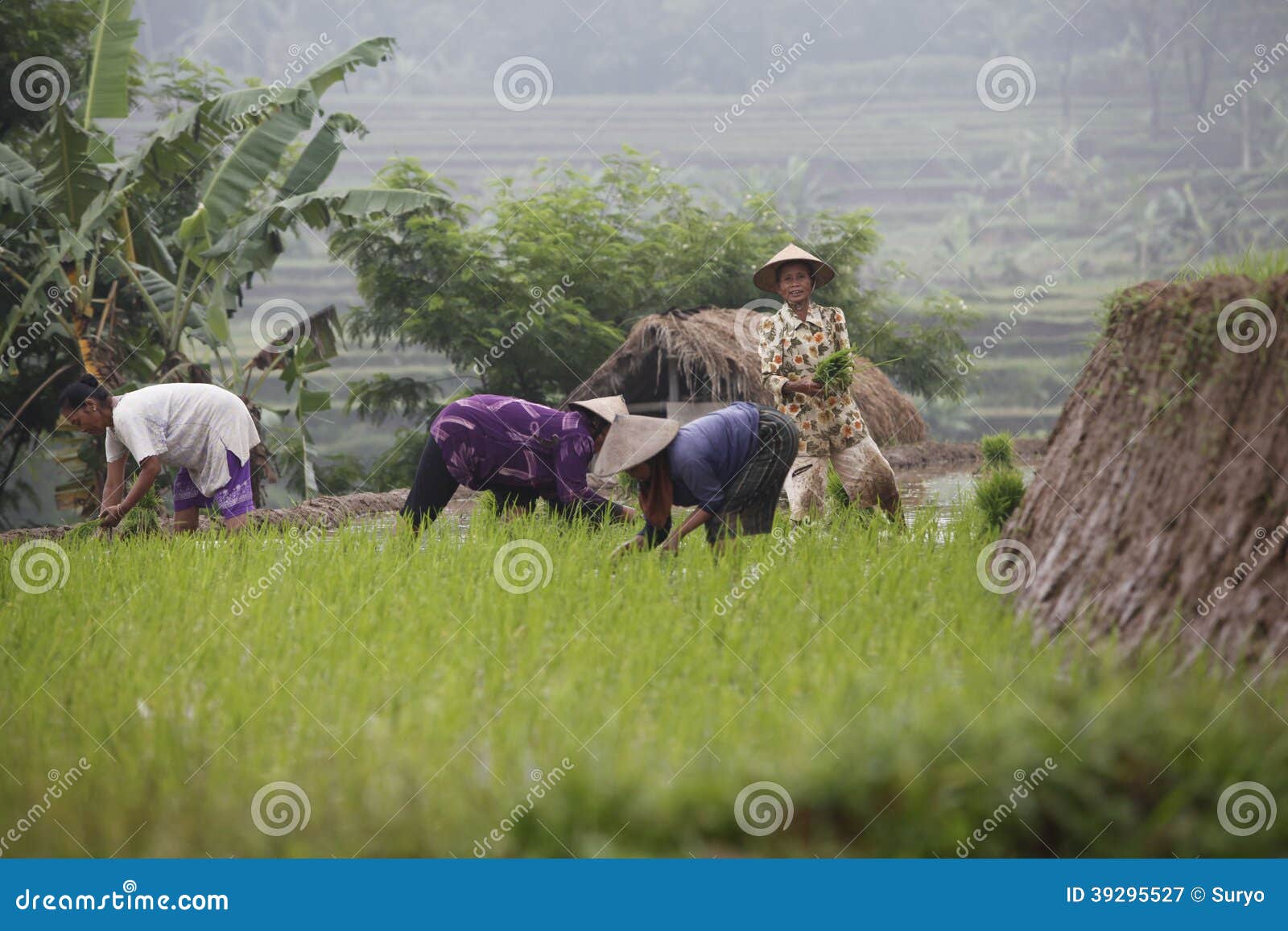 Farmer editorial photography. Image of field, indonesia - 39295527