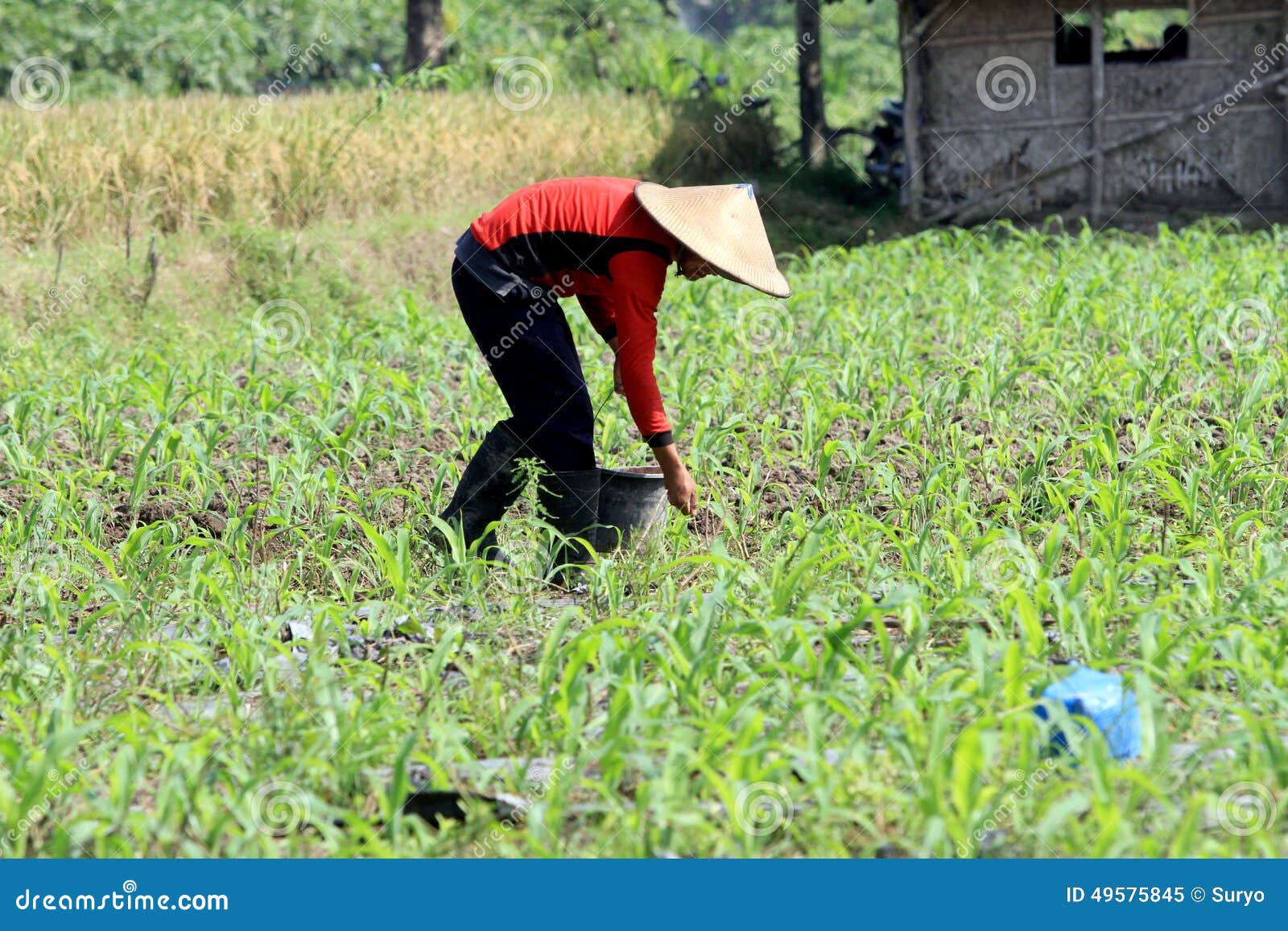 Farmer editorial image. Image of plants, work, java, tree - 49575845