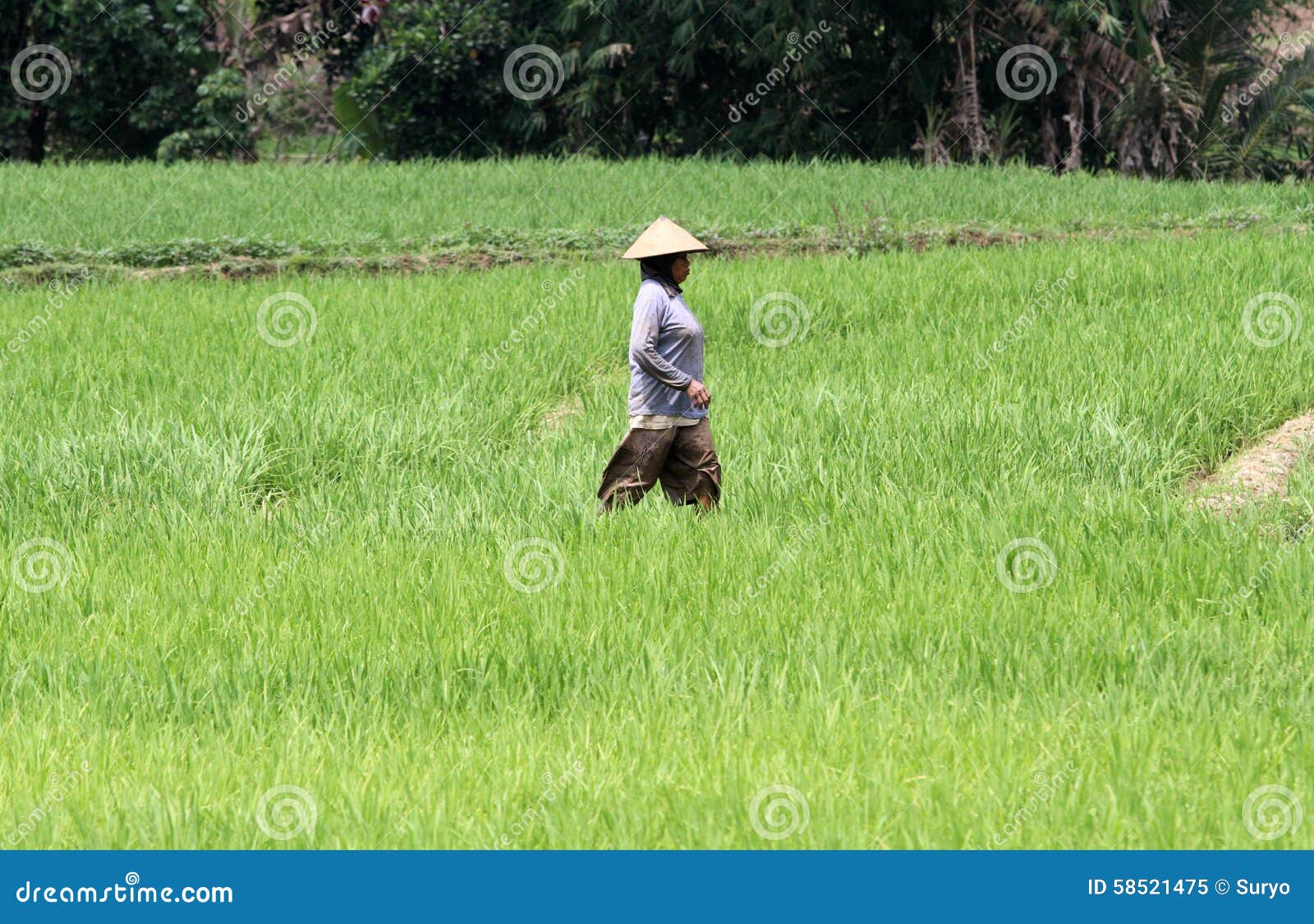Farmer editorial image. Image of agriculture, indonesia - 58521475