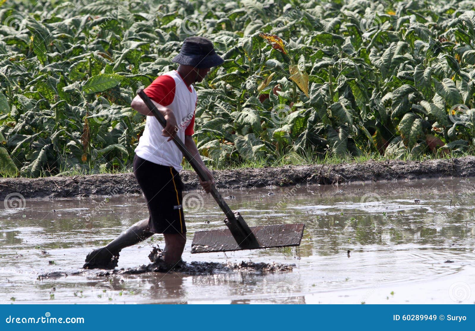 Farmer editorial stock image. Image of indonesia, java - 60289949