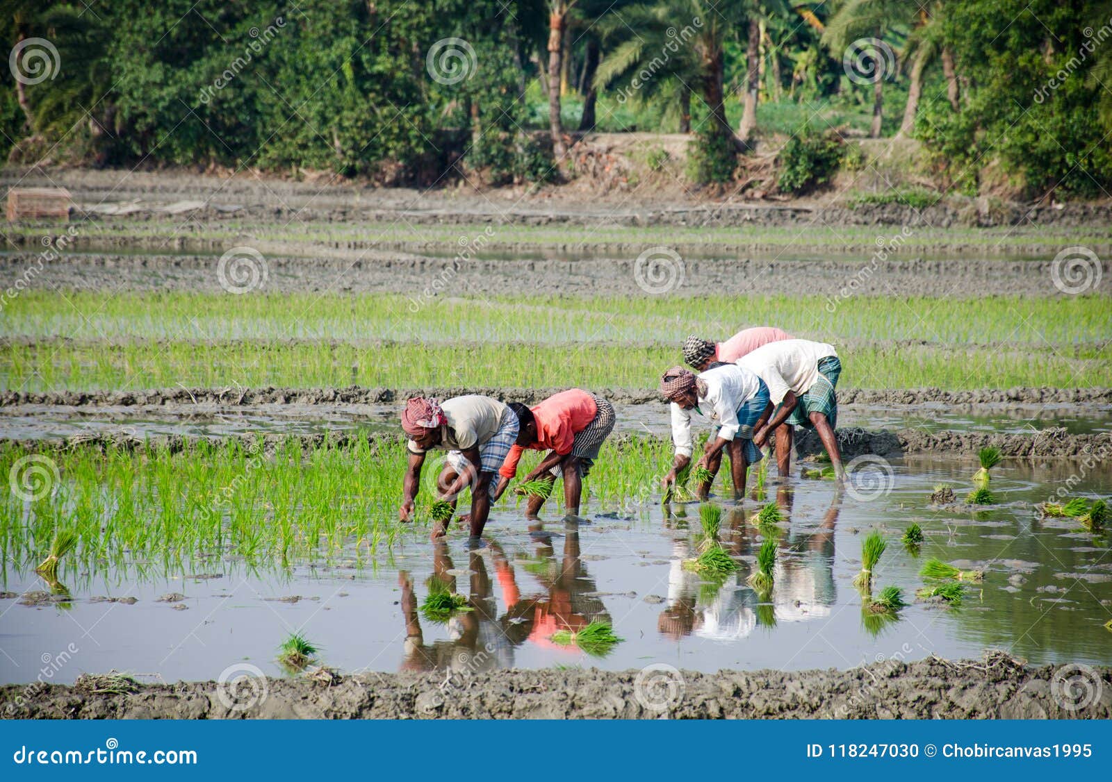 Farmer Farming in the Field Editorial Image - Image of kint, grenfield ...