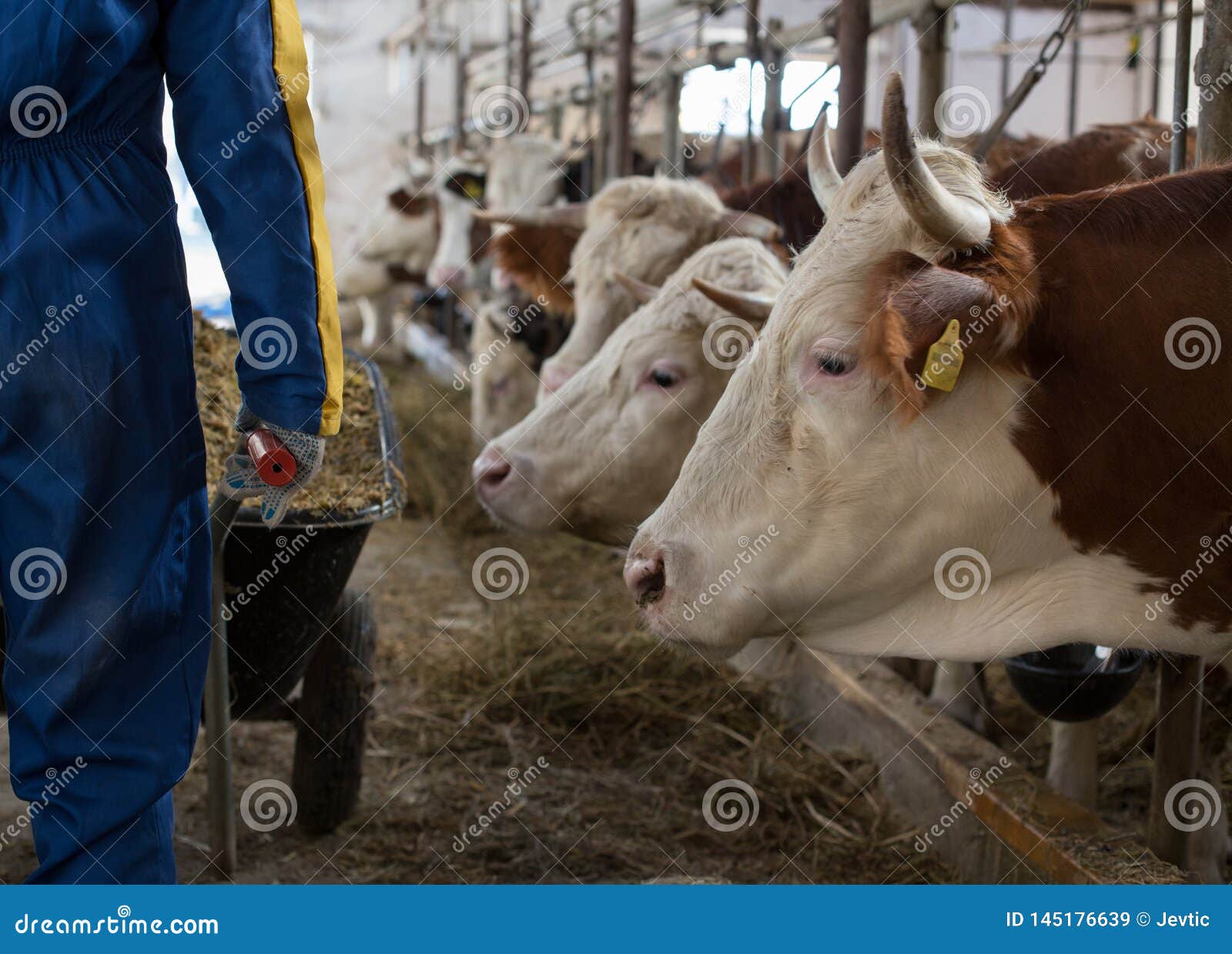 Farmer with feed for cows stock image. Image of milk - 145176639