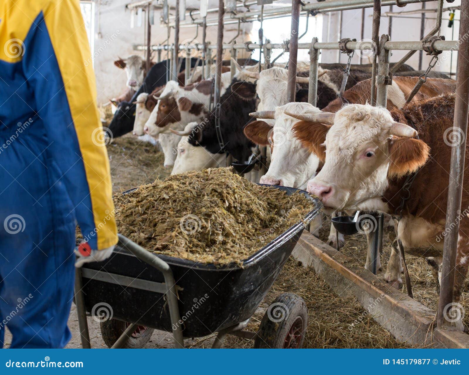 Farmer with Feed for Cows in Wheelbarrow Stock Image - Image of ...