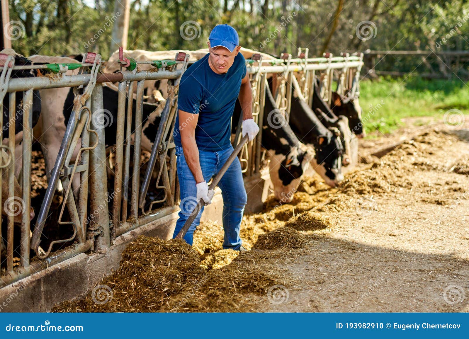 Farmer Feeding a Cow on Farm with Dairy Cows. Stock Photo - Image of ...