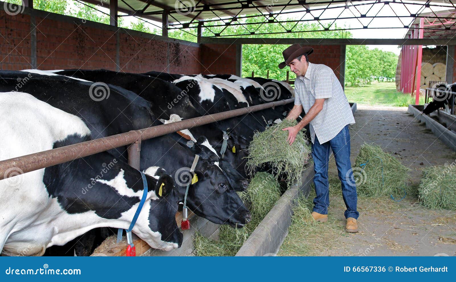 Farmer Feeding Cows stock photo. Image of breeding, business - 66567336