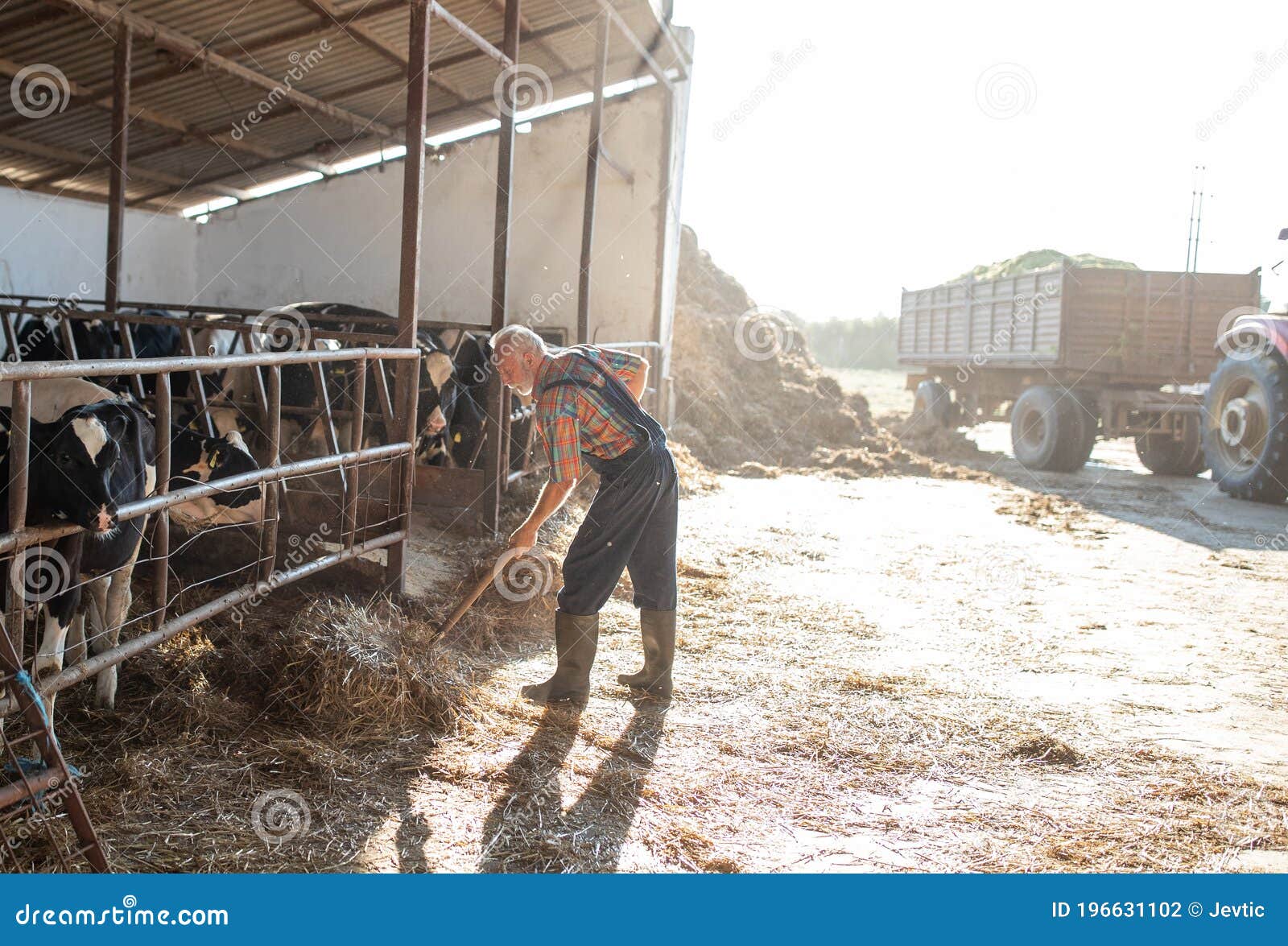 Farmer Feeding Cows on Dairy Farm Stock Photo - Image of elderly, farm ...