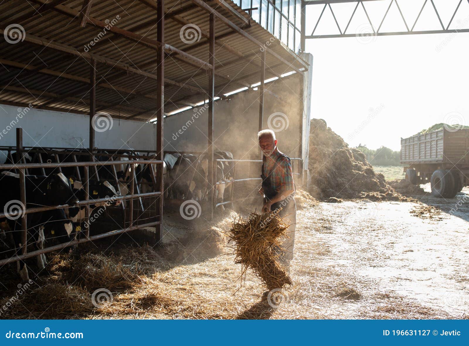 Farmer Feeding Cows on Dairy Farm Stock Image - Image of cattleman ...