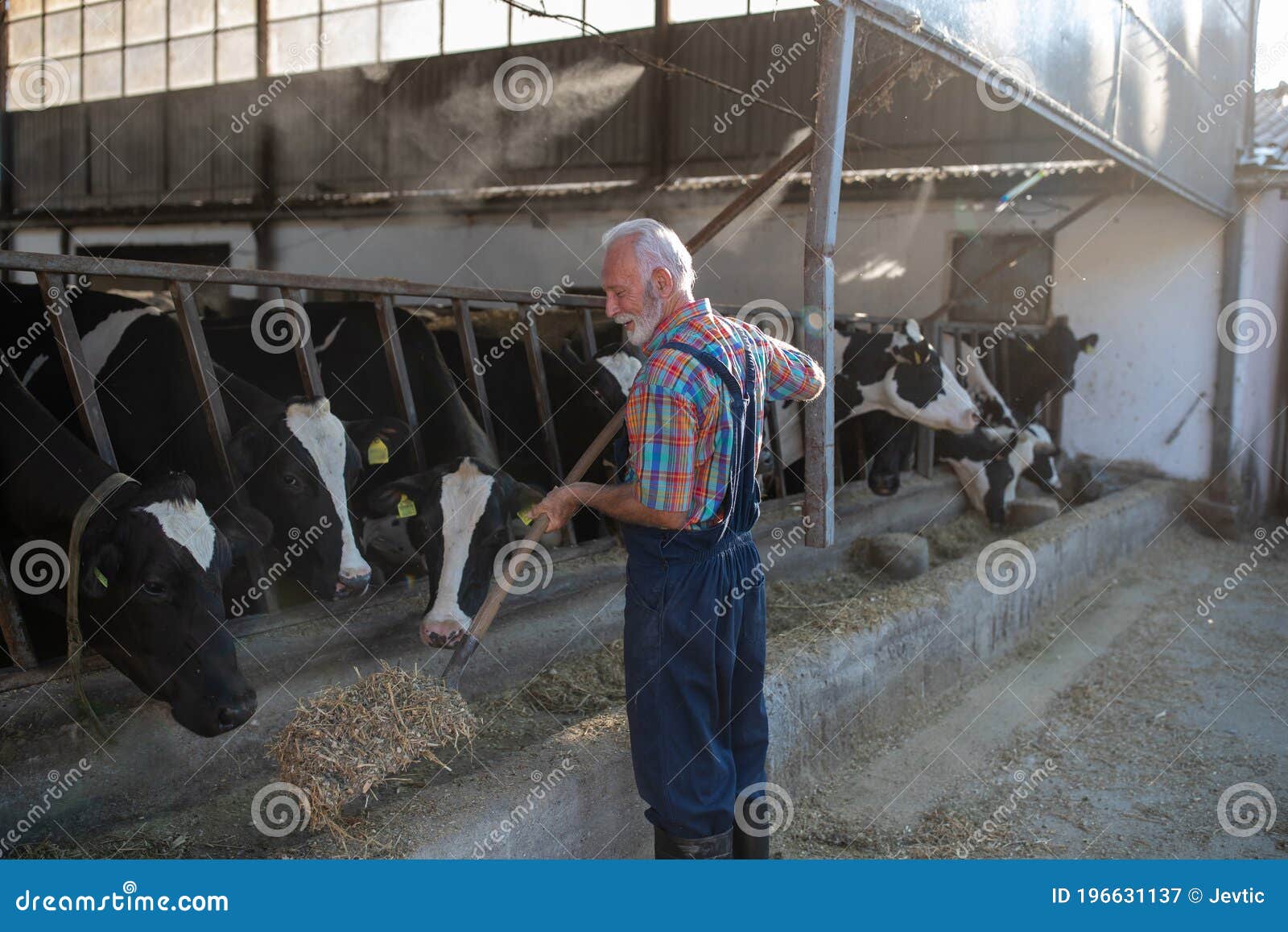 Farmer Feeding Cows on Dairy Farm Stock Image - Image of barn, farm ...