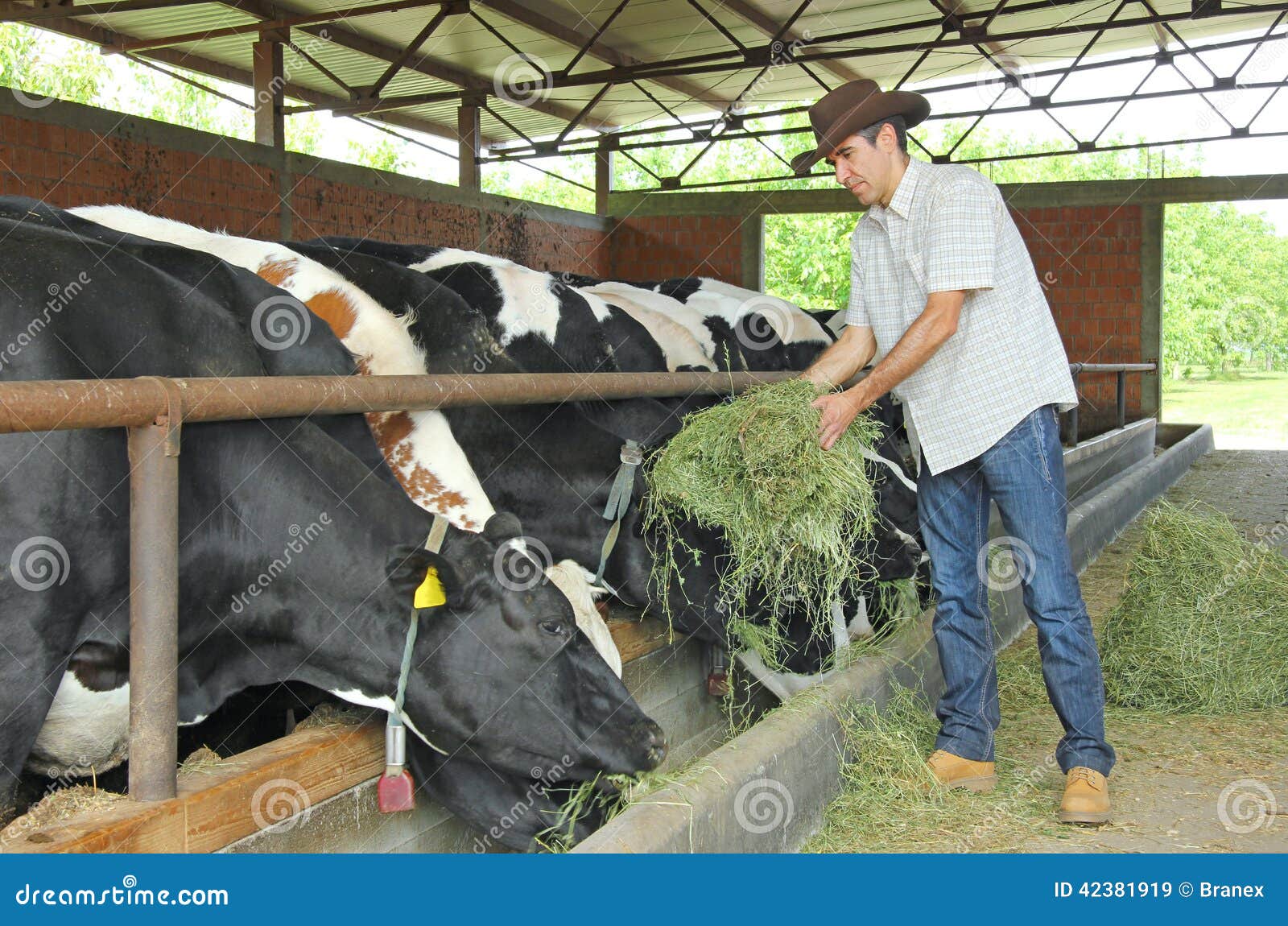 Farmer feeding cows stock image. Image of beef, farmland - 42381919