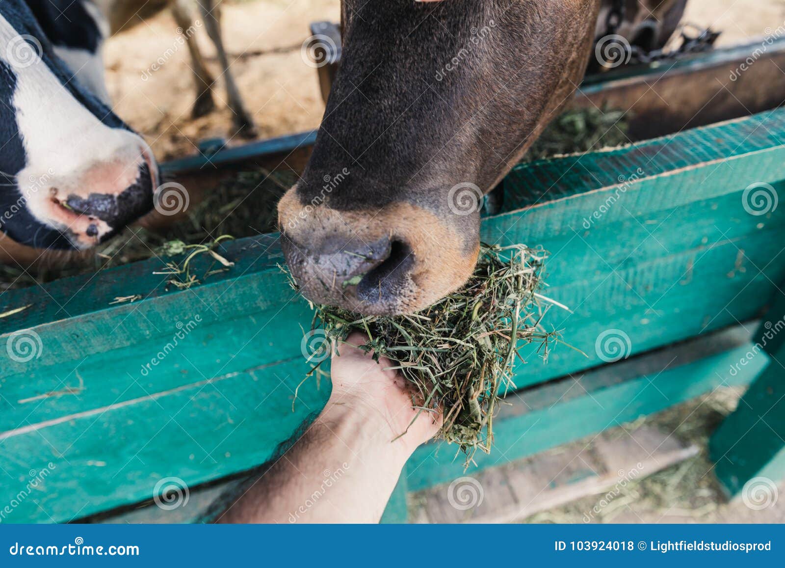Farmer Feeding Cows in Stall Stock Photo - Image of feeding, closeup ...