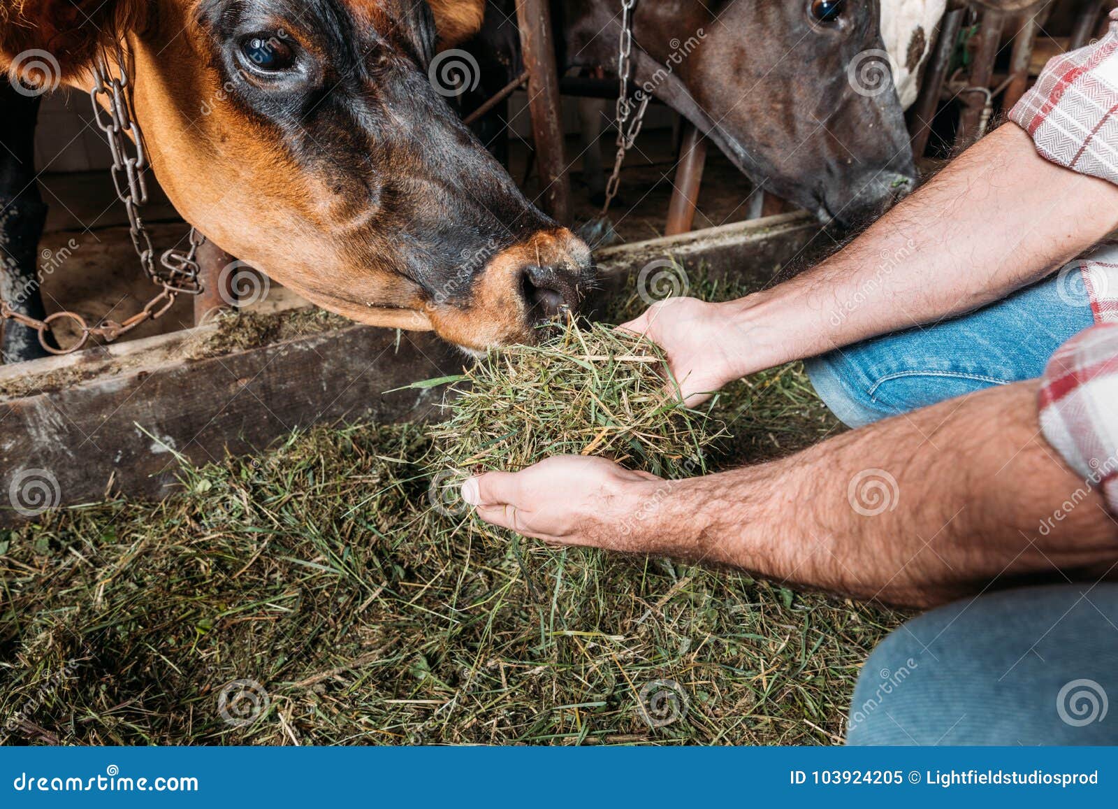 Farmer Feeding Cows in Stall Stock Image - Image of feeding, stall ...