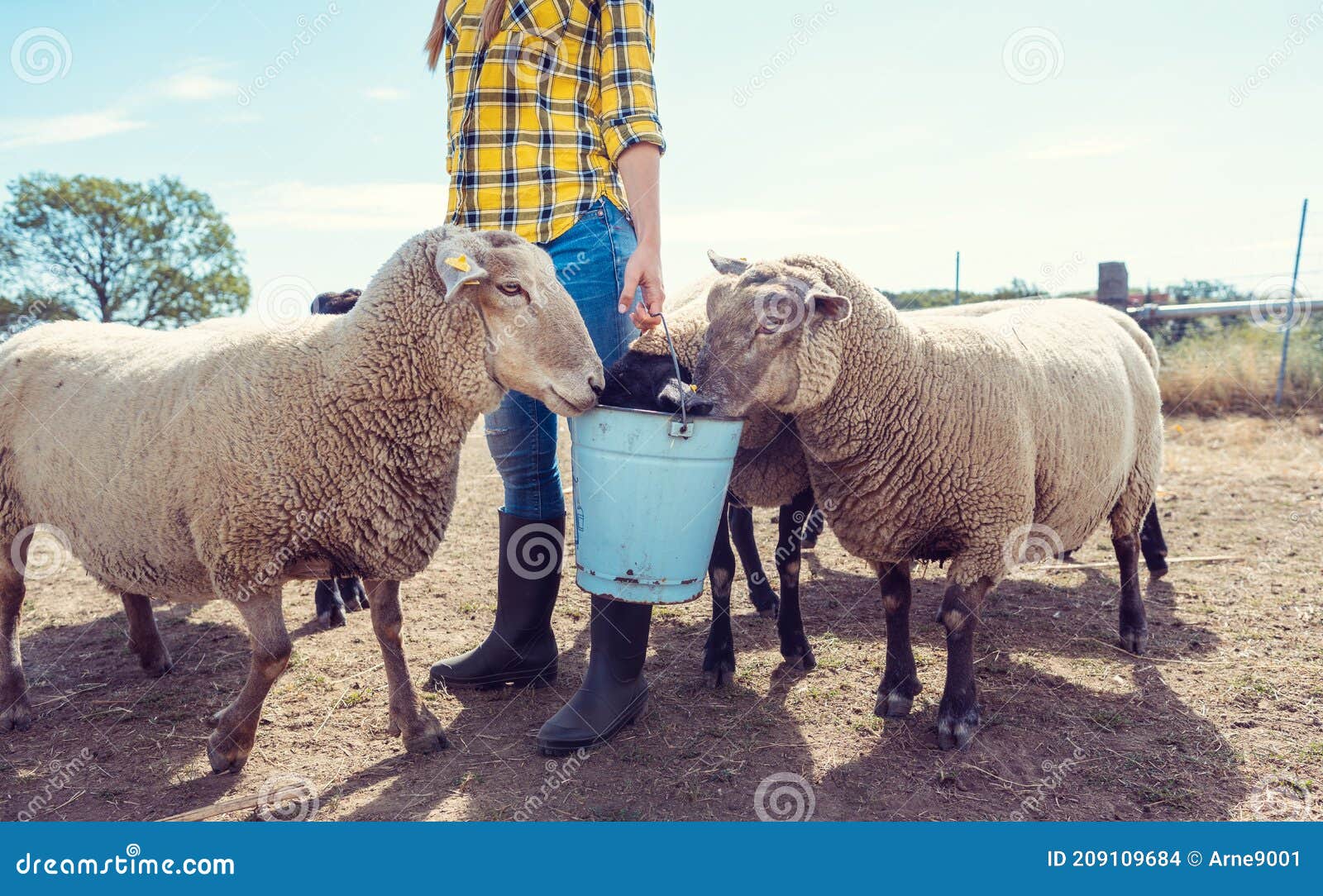 Farmer Feeding Her Farm Sheep Stock Photo - Image of animals, woman ...