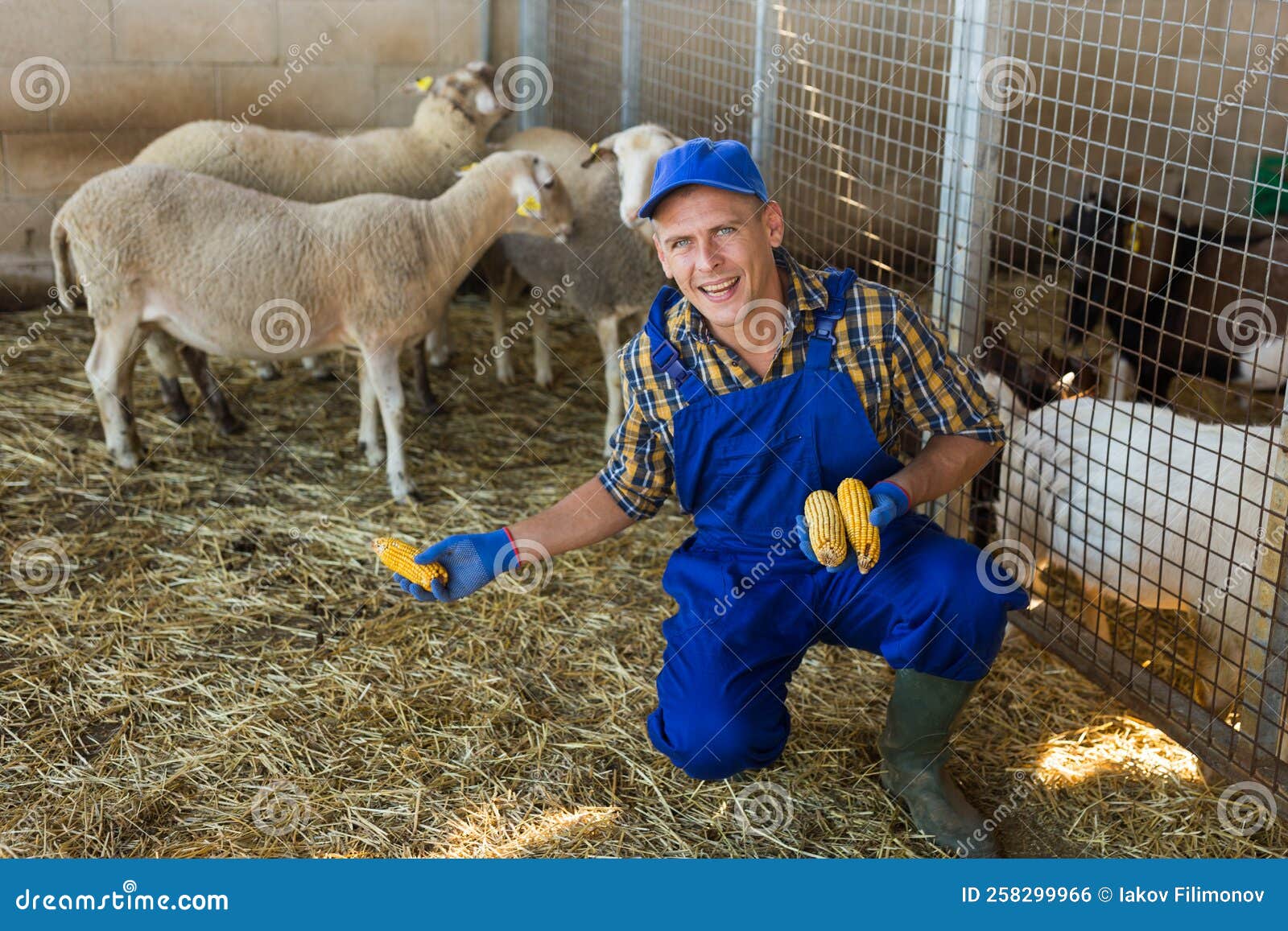 Farmer Feeding Herd of Goats with Corn Cobs at Farm Stock Photo - Image ...