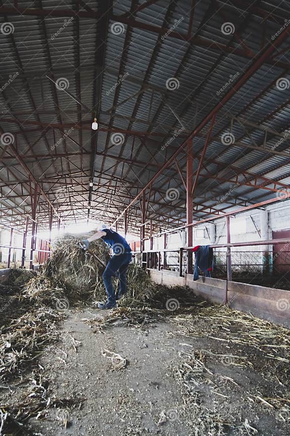 Farmer Feeds Cows. the Process of Feeding Animals on a Farm. Dairy ...