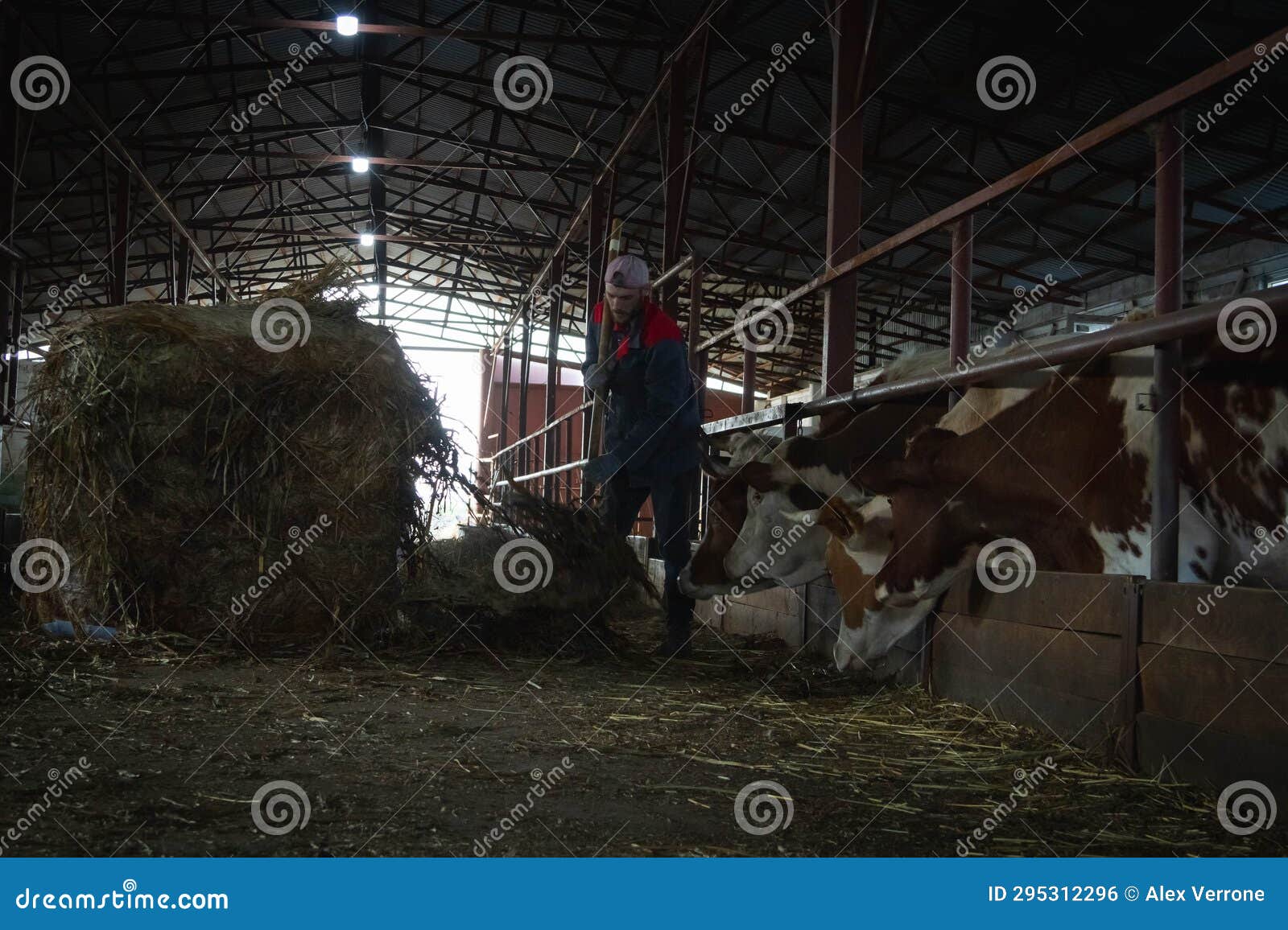 Farmer Feeds Cows. the Process of Feeding Animals on a Farm. Dairy ...