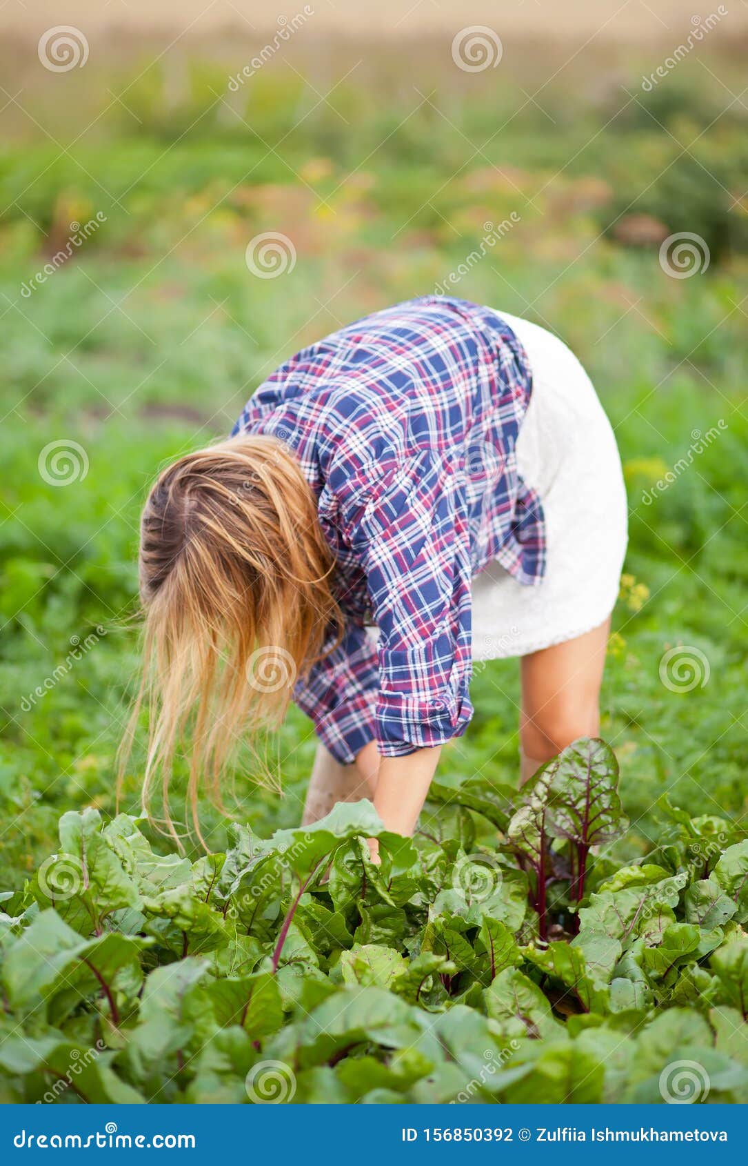 Farmer Female Picking Fresh Beetroot on a Garden Stock Photo - Image of ...