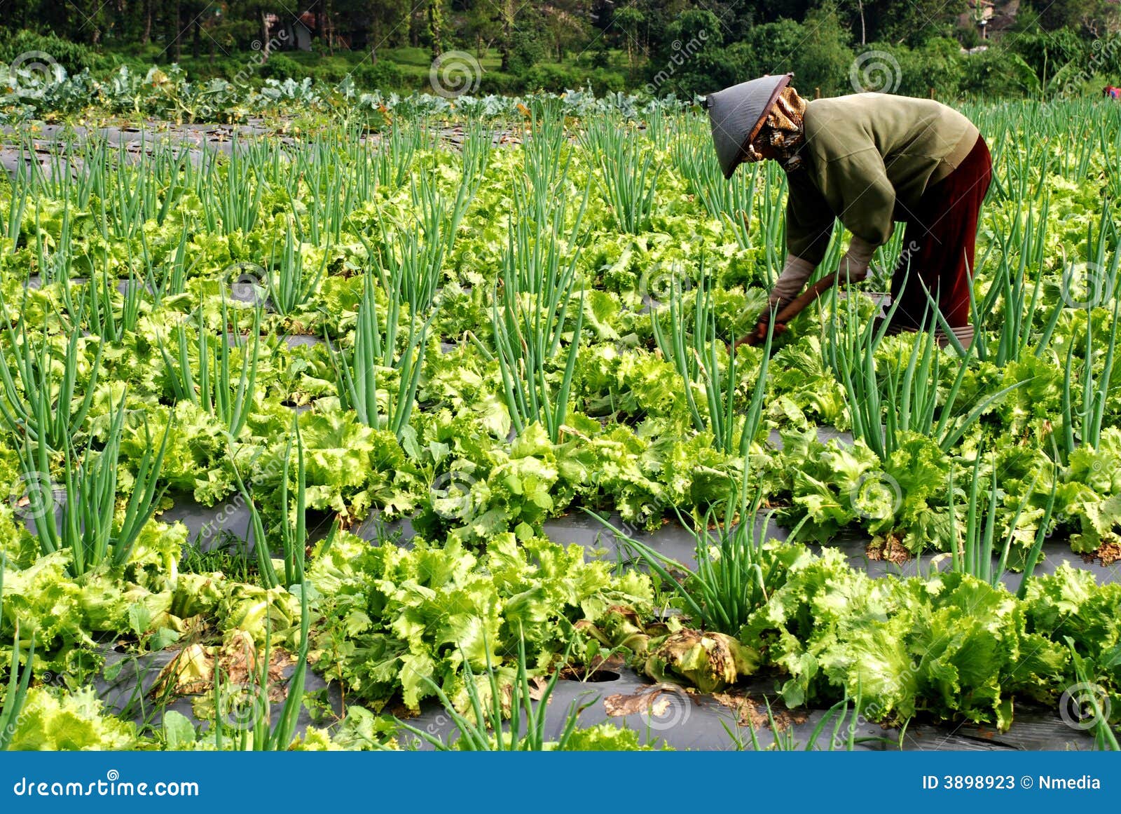 Farmer at field stock image. Image of food, plant, mountains - 3898923