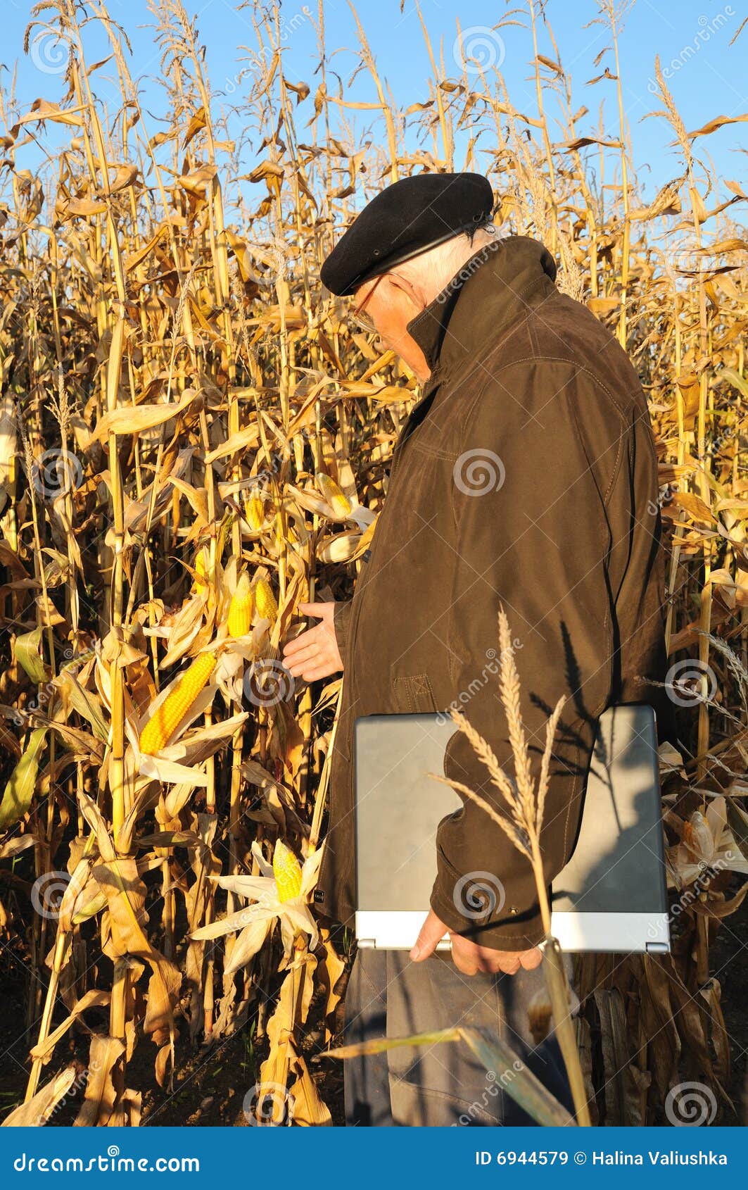 Farmer in field stock image. Image of elderly, glasses - 6944579