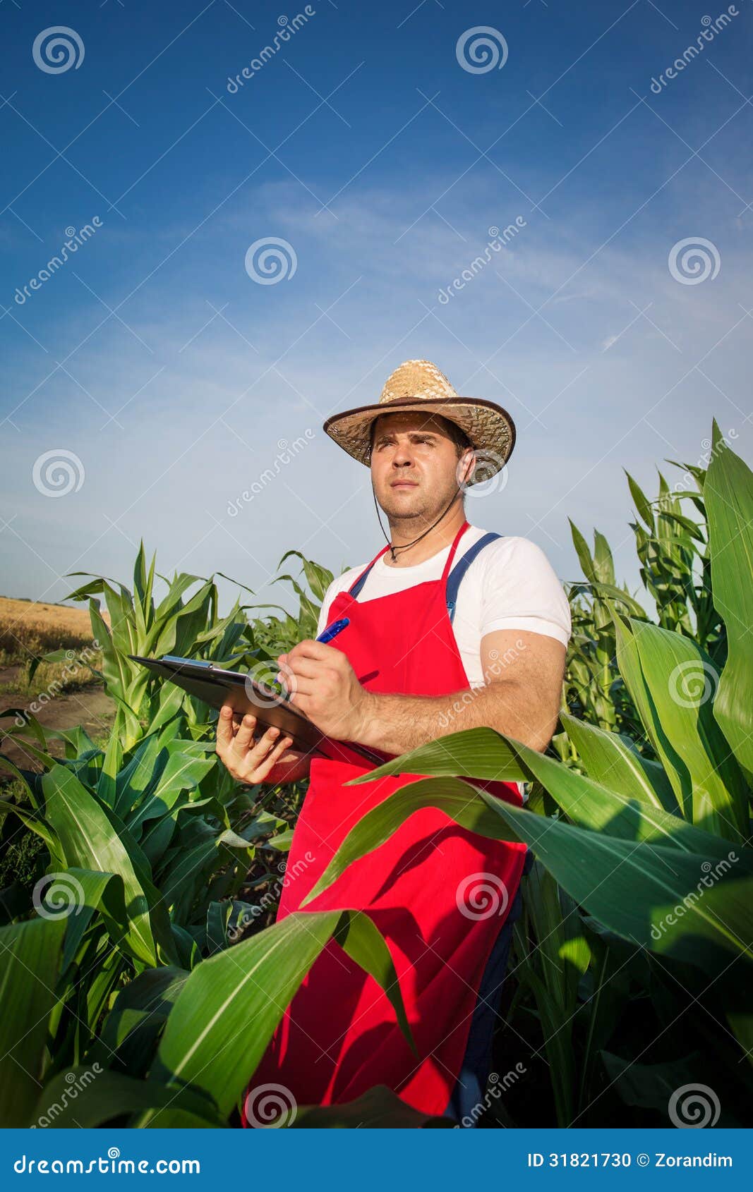 Farmer in field stock photo. Image of agronomist, corn - 31821730