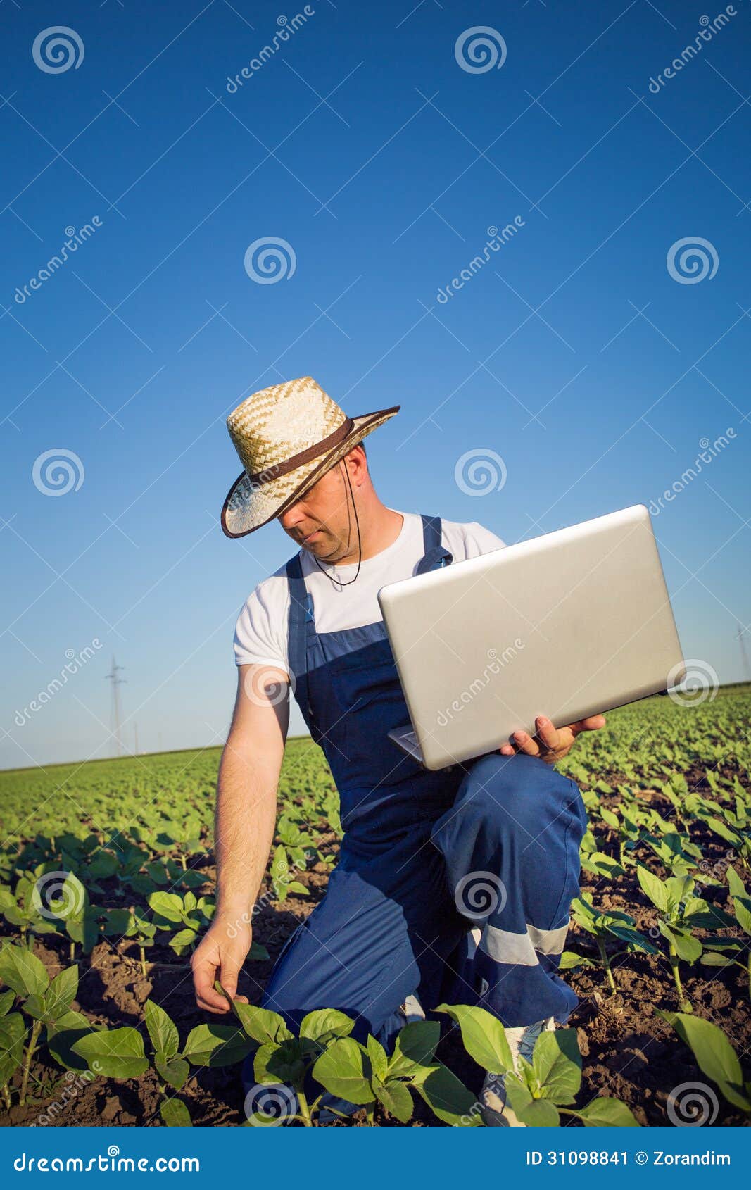 Farmer in field stock image. Image of people, wheat, mature - 31098841