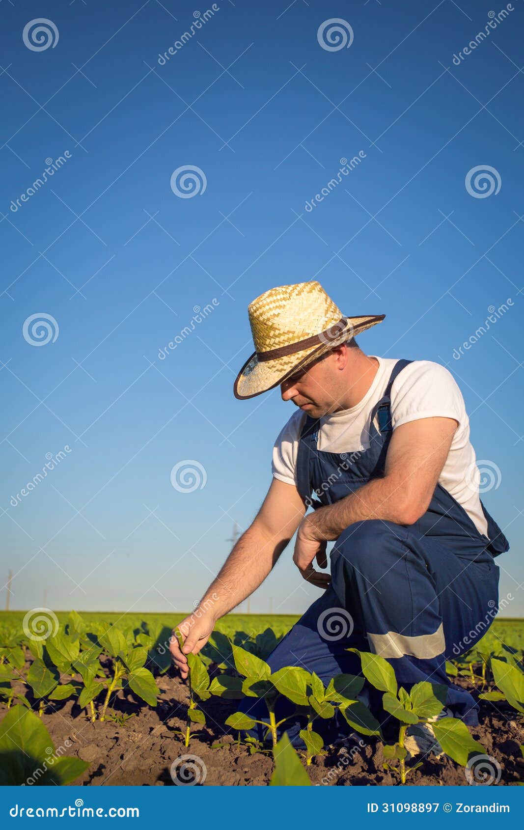 Farmer in field stock image. Image of male, farmer, countryside - 31098897