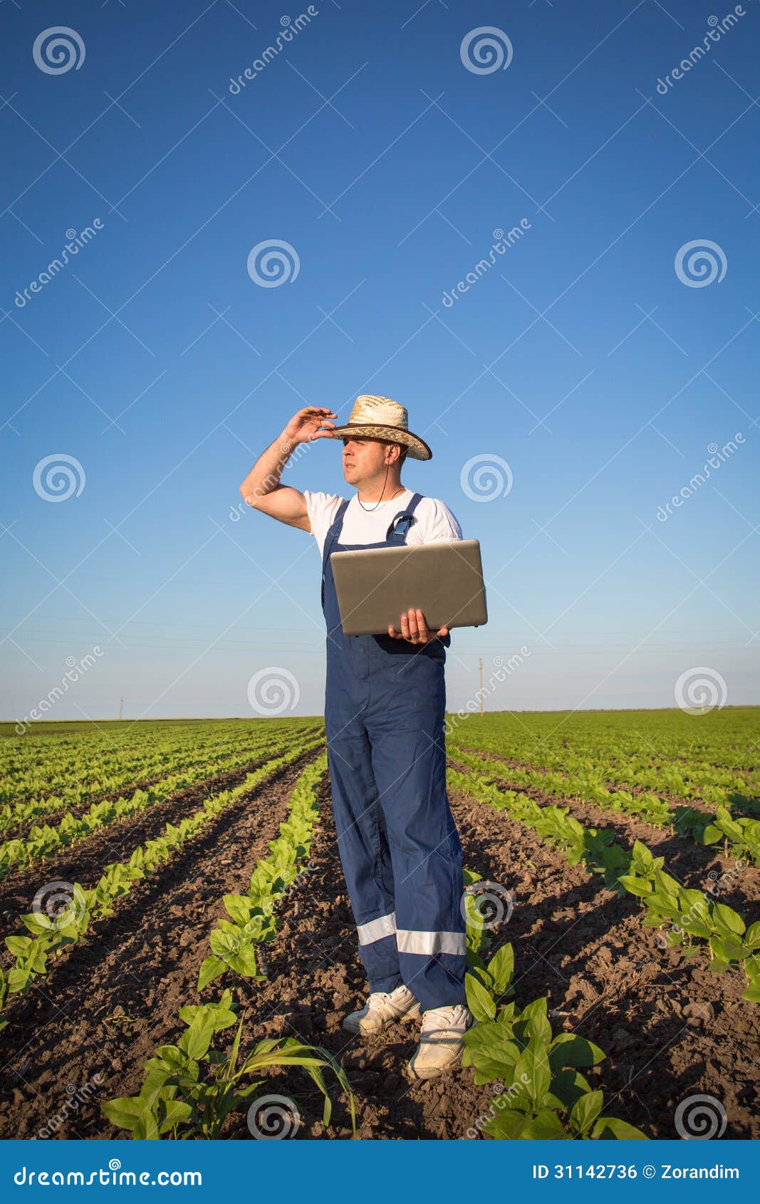 Farmer in field stock photo. Image of field, harvesting - 31142736