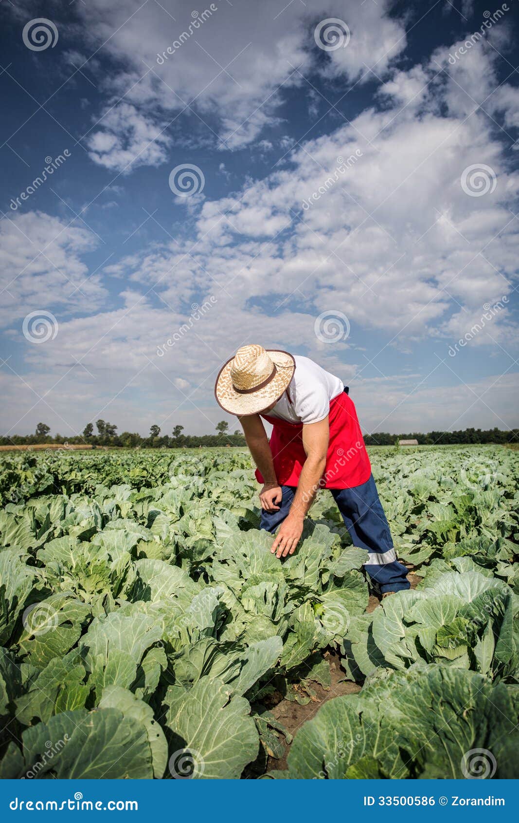 Farmer in the Field of Cabbage with Blue Sky Stock Photo - Image of ...