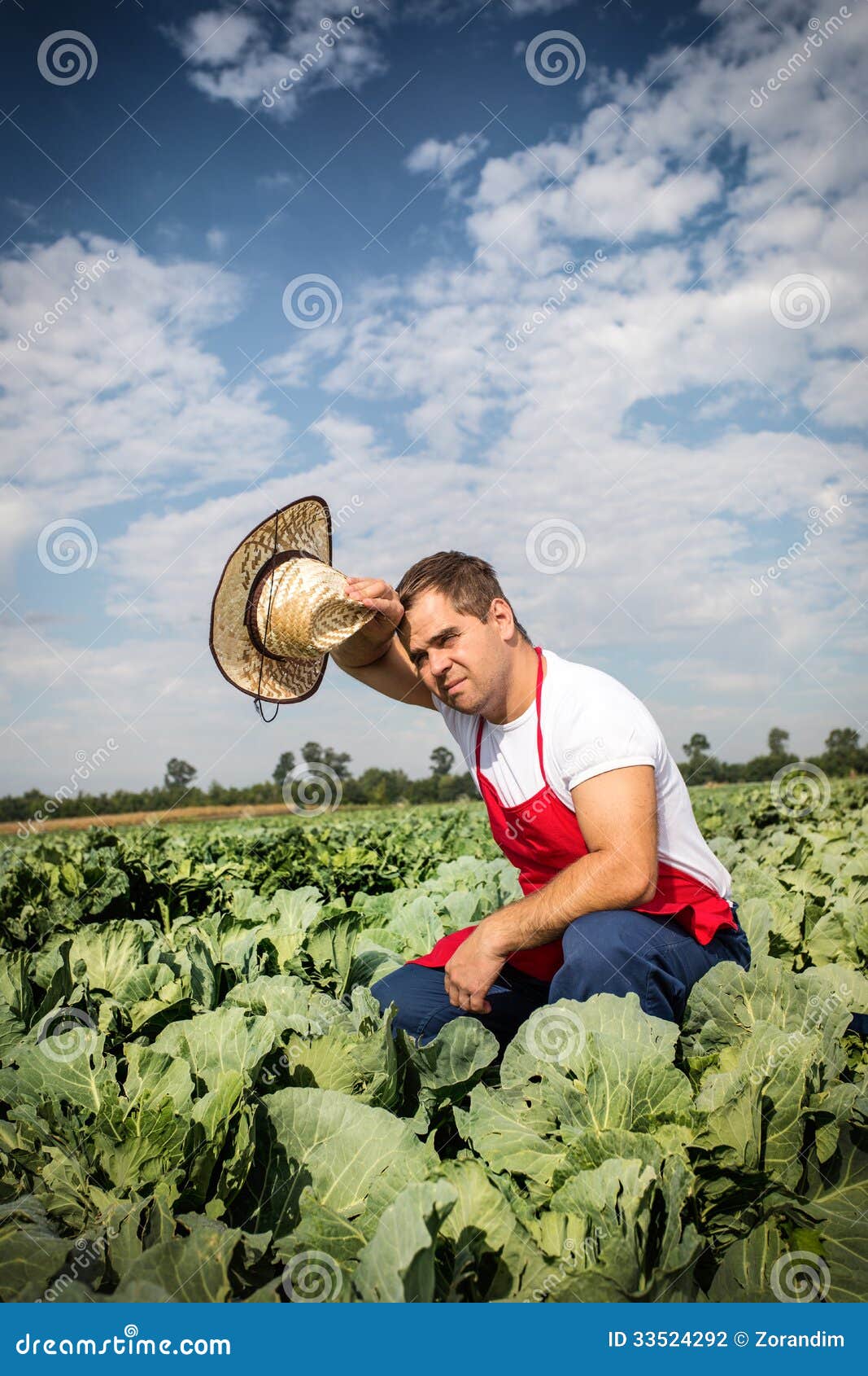 Farmer in the Field of Cabbage with Blue Sky Stock Photo - Image of ...