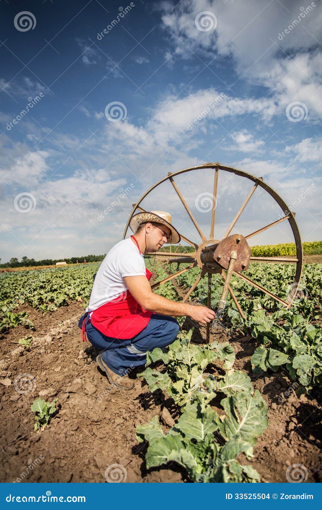 Farmer in the Field of Cabbage with Blue Sky Stock Photo - Image of ...