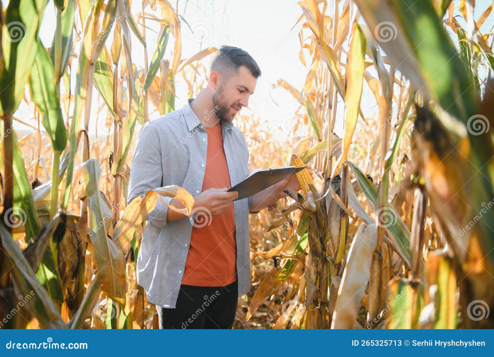 Farmer in Field Checking on Corncobs Stock Image - Image of plant ...