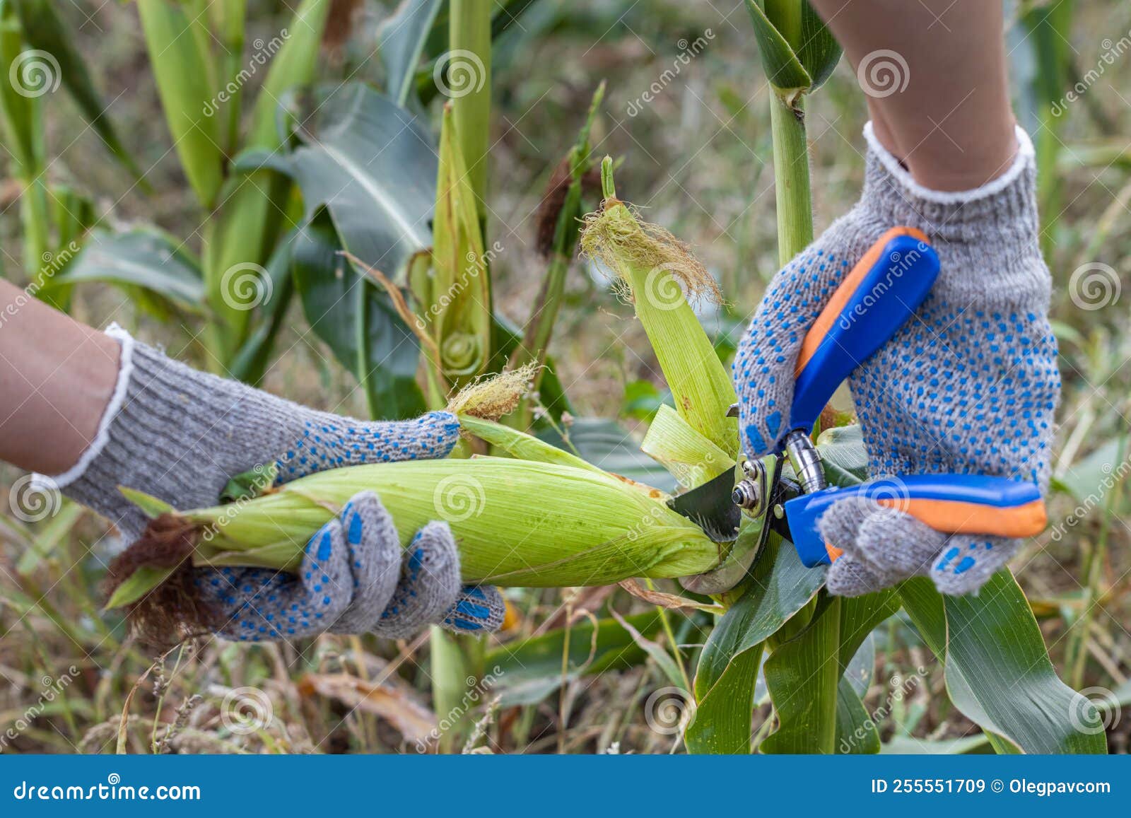 Farmer in the Field Cuts Corn with Scissors Stock Image - Image of tool ...