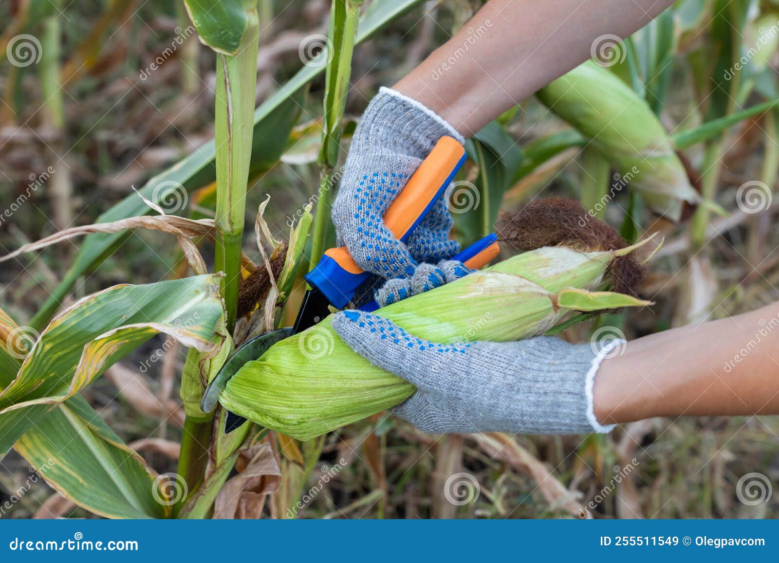 Farmer in the Field Cuts Corn with Scissors Stock Image - Image of ...