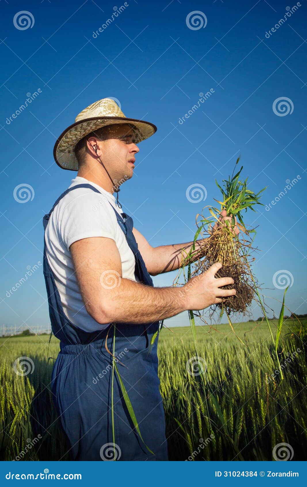 Farmer in field stock photo. Image of blue, outdoor, farmer - 31024384