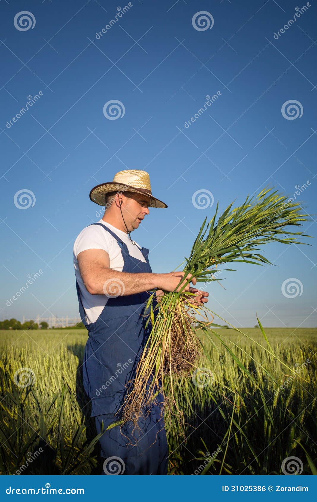 Farmer in field stock photo. Image of countryside, agriculturist - 31025386