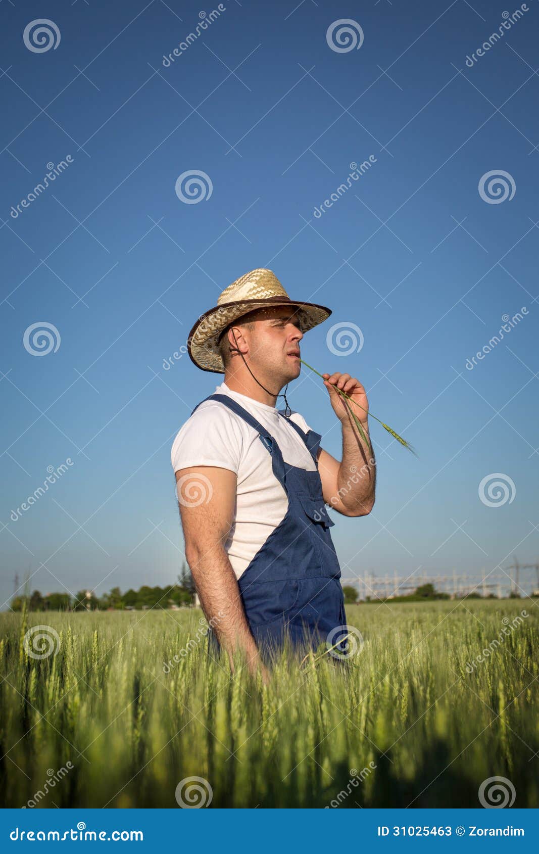 Farmer in field stock image. Image of food, agriculture - 31025463
