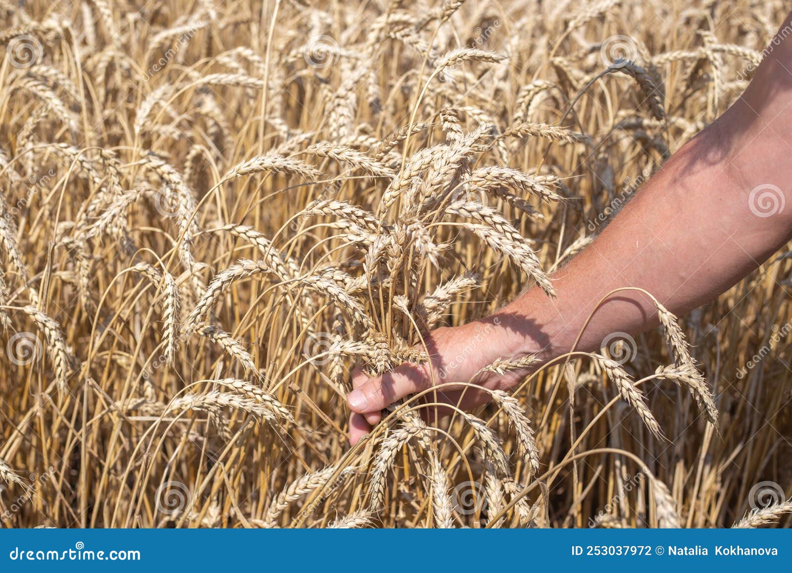 Farmer in the Field Grows Wheat, Inspection and Study of the Crop ...