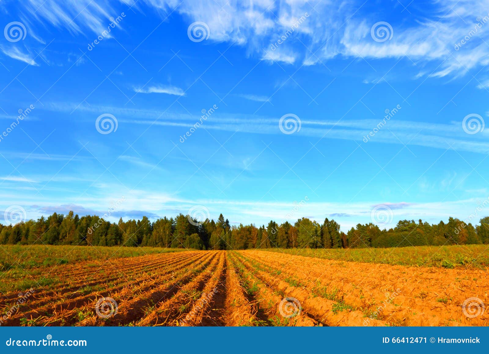 Farmer field. stock image. Image of lush, crop, farm - 66412471